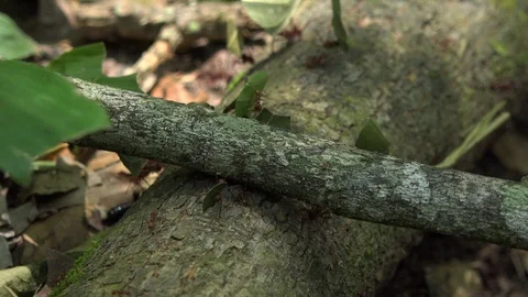 Carry Over Stock Videos – Royalty-Free HD & 4K Videos