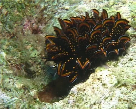 Leaf gilled slug walking, Cyerce nigrica... | Stock Video | Pond5