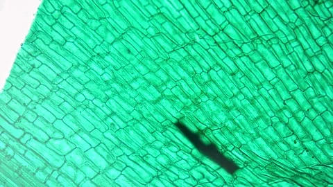 Hydrilla Stock Video Footage | Royalty Free Hydrilla Videos | Pond5