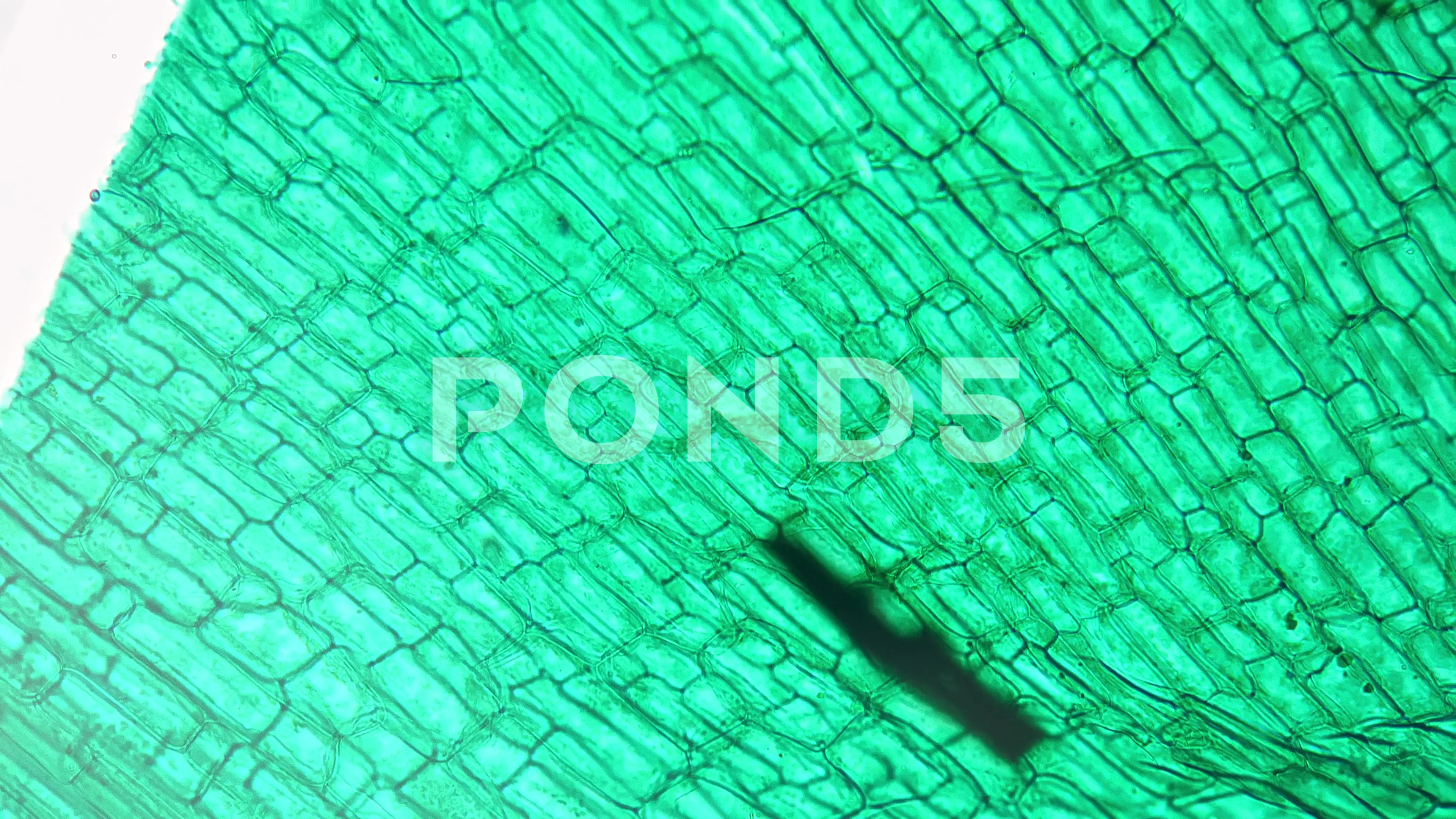 Hydrilla Verticillata Cell