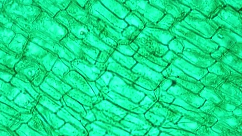 Hydrilla Verticillata Cell