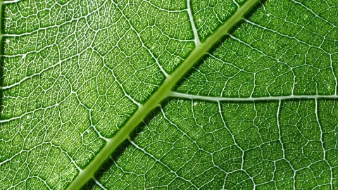 Leaf macro zoom in | Stock Video | Pond5