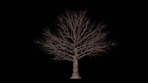 Leafless Oak Tree timelapse growing, bla... | Stock Video | Pond5