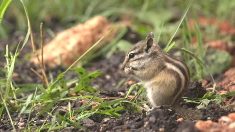Chipmunk Stock Videos – Royalty-Free HD & 4K Videos | Pond5
