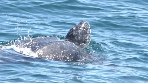Leatherback Sea Turtle Stock Footage ~ Royalty Free Stock Videos | Pond5