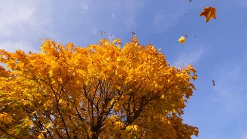 Falling Maple Seeds Stock Videos – Royalty-Free HD & 4K Videos