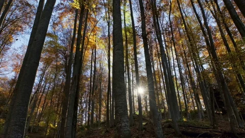 Leaves are falling in autumn forest | Stock Video | Pond5