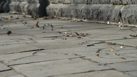 Leaves blowing in strong wind during fal... | Stock Video | Pond5