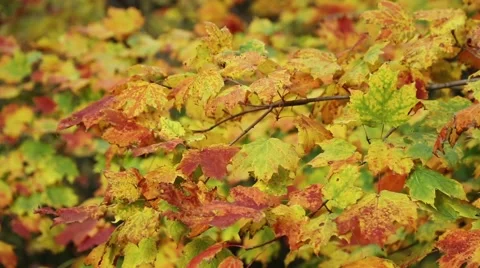 Loop Cut Loop Stock Videos – Royalty-Free HD & 4K Videos | Page 2