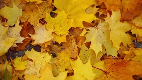 Leaves falling in autumn park. Autumn na... | Stock Video | Pond5