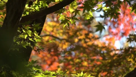 Leaves Flutter in the wind in Beautiful ... | Stock Video | Pond5