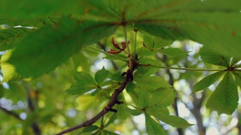 leaves, green leaves of a tree waving in... | Stock Video | Pond5