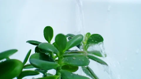 leaves of a green plant covered with dro... | Stock Video | Pond5