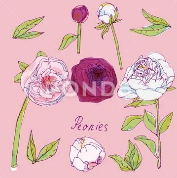 Leaves, stems and inflorescences of peonies vector illustration. ~ Clip ...