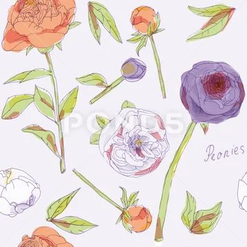 Leaves, stems and inflorescences of peonies vector illustration ...