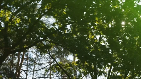 Sun Rays Forest Stock Videos – Royalty-Free HD & 4K Videos