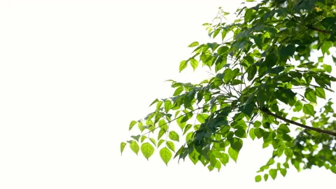 Leaves of tree swaying with wind. Beaut... | Stock Video | Pond5