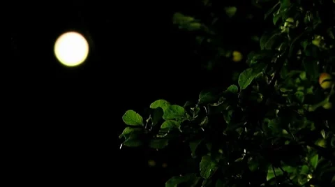 Leaves waving on easy wind at night, moo... | Stock Video | Pond5