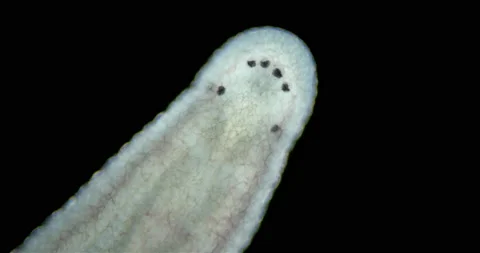 Leech Stock Footage ~ Royalty Free Stock Videos | Pond5