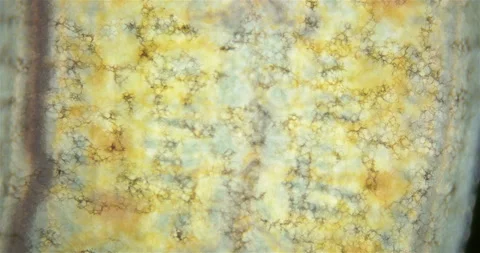 Leech Stock Videos – Royalty-Free HD & 4K Videos | Pond5