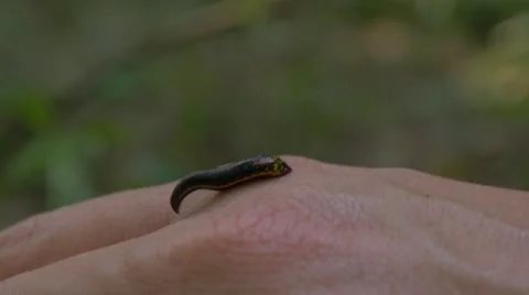 Leech on hand skin sucking blood outside... | Stock Video | Pond5
