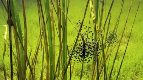 A leech moving on the water plants in a ... | Stock Video | Pond5