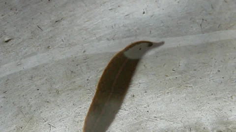 Leech Stock Videos – Royalty-Free HD & 4K Videos | Pond5