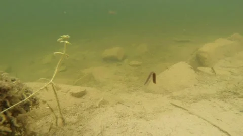 Leech Stock Videos – Royalty-Free HD & 4K Videos | Pond5