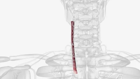 Carotid Artery Disease Stock Videos – Royalty-Free HD & 4K Videos