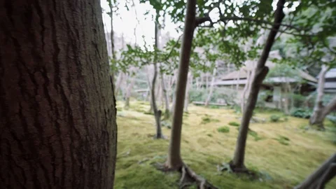 A left to right pan of a forest with a t... | Stock Video | Pond5