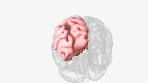 left upper lobe of the brain | Stock Video | Pond5