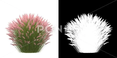 Left view (Penisetum Setaceum) png with alpha cutout 3D rendering: Royalty Free #128545794