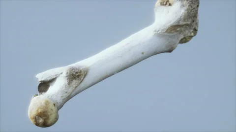 Decay Animal Stock Video Footage | Royalty Free Decay Animal Videos | Pond5