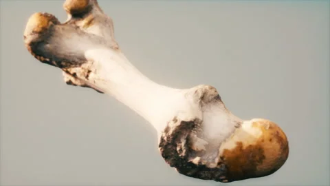 Decay Animal Stock Video Footage | Royalty Free Decay Animal Videos | Pond5