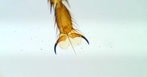 Leg of fly in focus under a microscope w... | Stock Video | Pond5