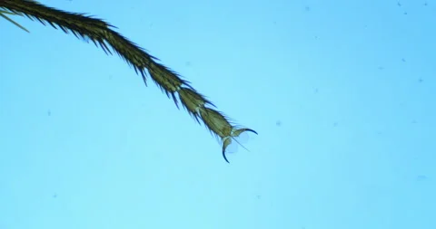 Leg of fly under a microscope on the blu... | Stock Video | Pond5