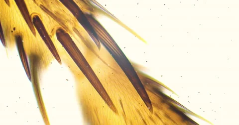 Leg of fly under a microscope with float... | Stock Video | Pond5