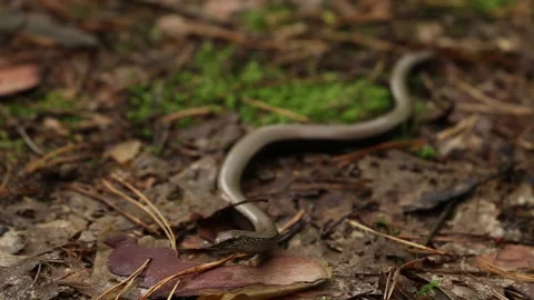 Legless Lizard, Anniella pulchra | Stock Video | Pond5