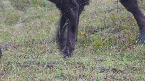 Legs and hooves of european bison bonasu... | Stock Video | Pond5