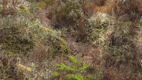 Legs of person running down forest pathw... | Stock Video | Pond5