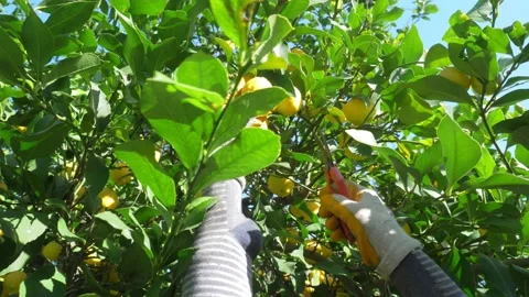 lemon harvest. agricultural worker harve... | Stock Video | Pond5