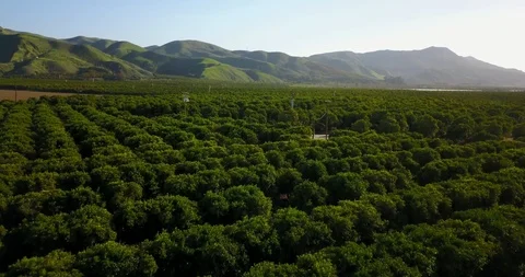 Lemon Orchard Stock Videos – Royalty-Free HD & 4K Videos