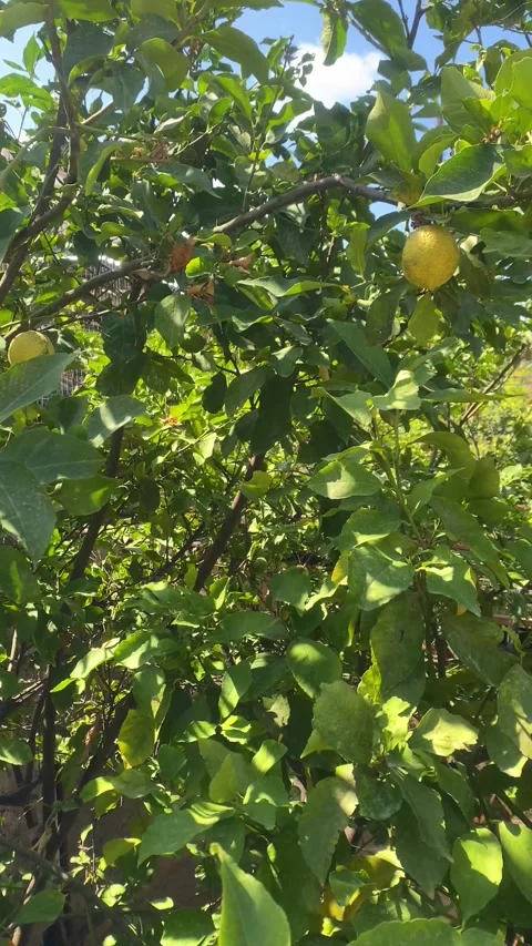 Lemon Garden Video Stock Videos – Royalty-Free HD & 4K Videos
