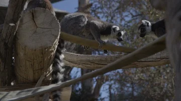 Lemur on branch has other lemur walk pas... | Stock Video | Pond5