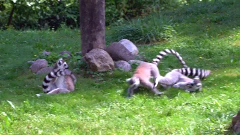 Wild Life Drawing Stock Videos – Royalty-Free HD & 4K Videos