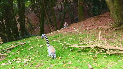 A lemur walking on a green grass and hop... | Stock Video | Pond5