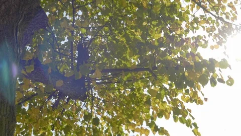 Lens flare through tree canopy, pan righ... | Stock Video | Pond5