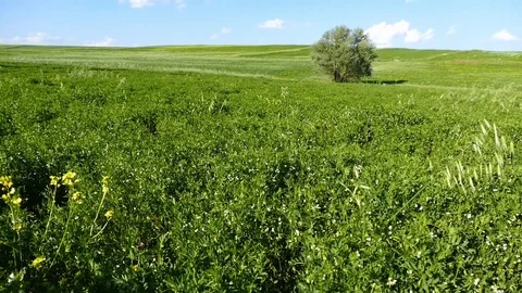 lentil field and flowering lentil plant, | Stock Video | Pond5
