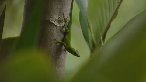 Leopard Anole Endemic To The Islands of ... | Stock Video | Pond5