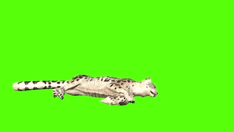 Leopard Death Green Screen Animation and... | Stock Video | Pond5